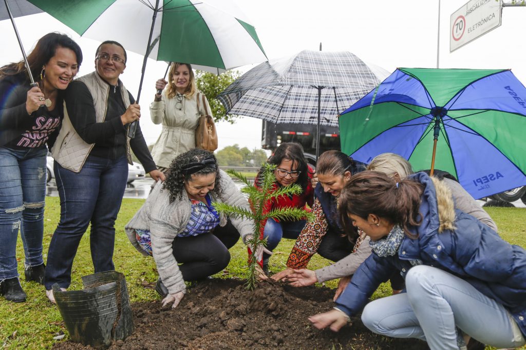 Curitiba celebra o Dia da Árvore com plantio de araucárias e atividades ...